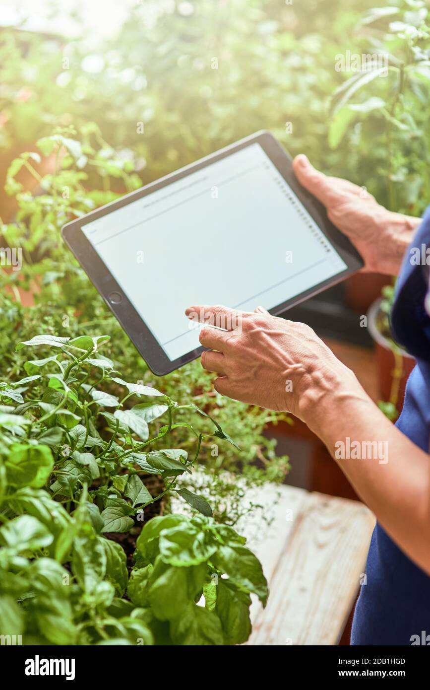 Using digital tablet during herbs growing in greenhouse Stock Photo - Alamy