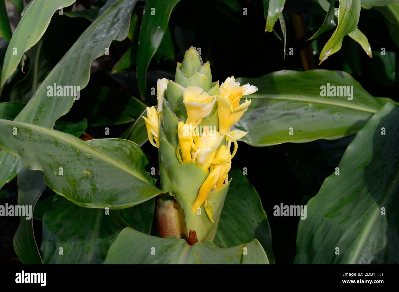Heduchium forrestii plant flower Forest Ginger Stock Photo - Alamy