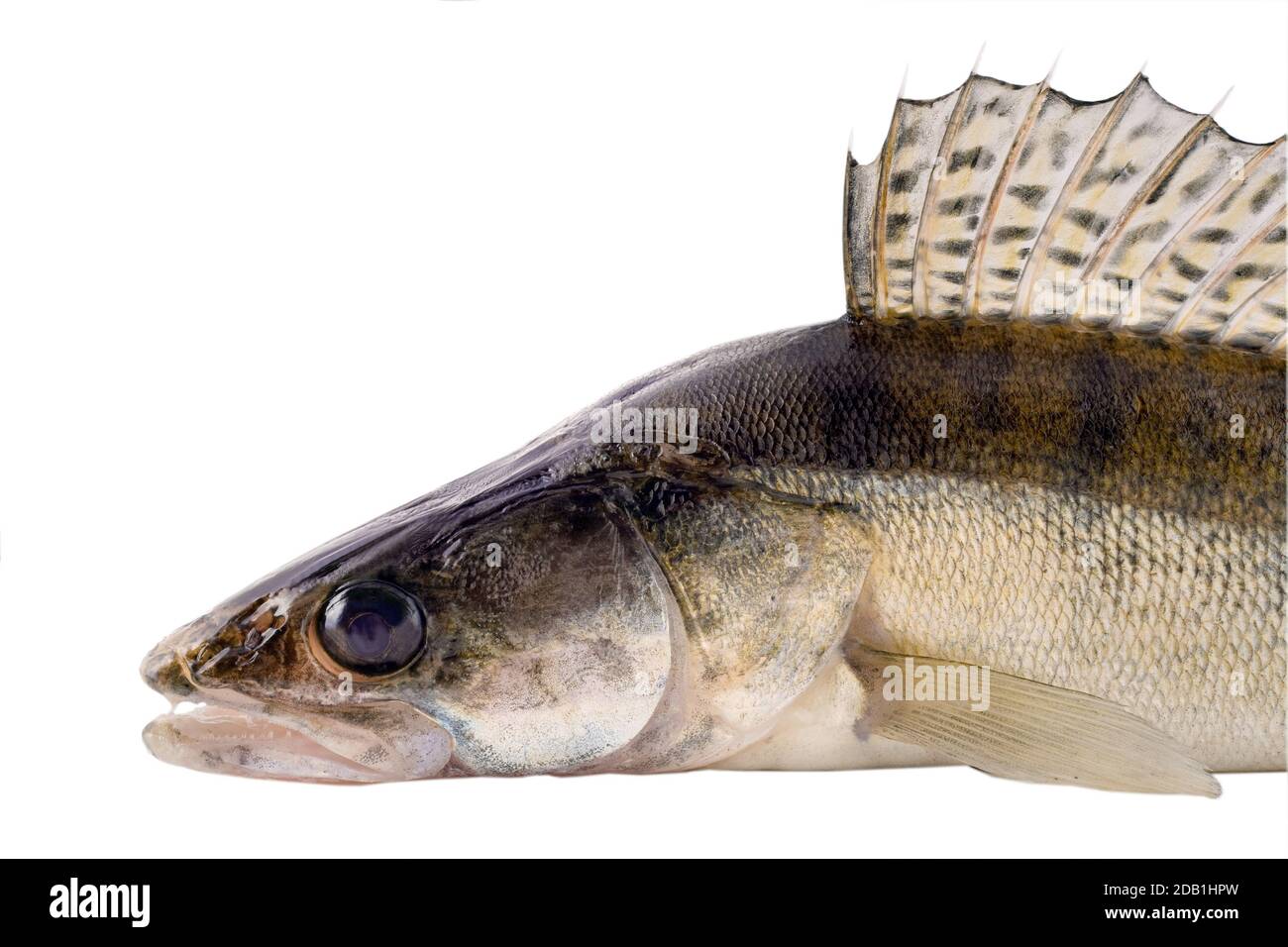 zander pike-perch close-up isolated on white background Stock Photo - Alamy