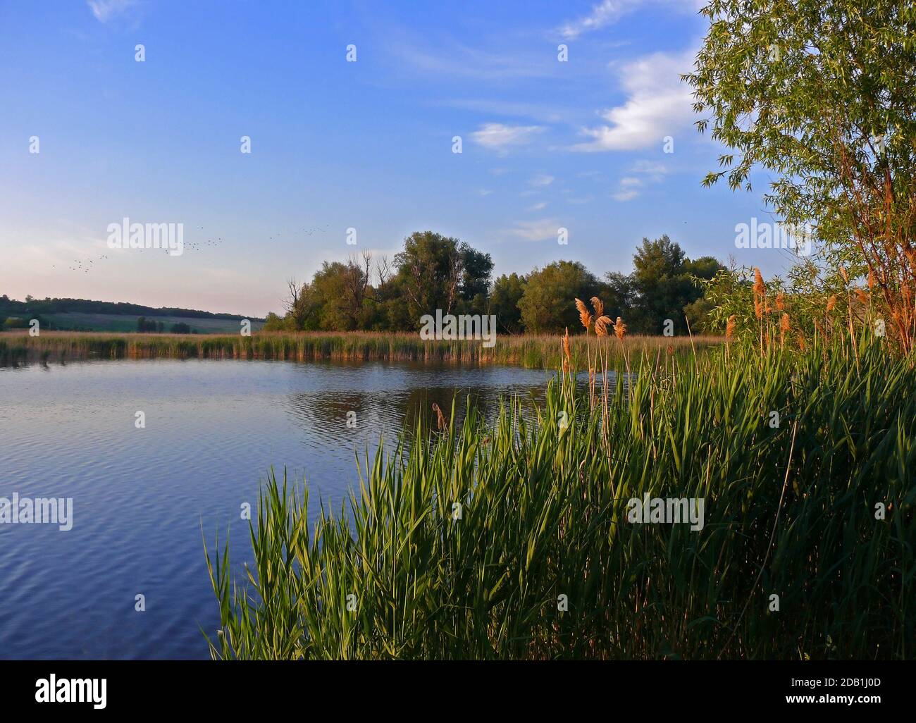 Beautiful lake view sunrise summer background Stock Photo - Alamy