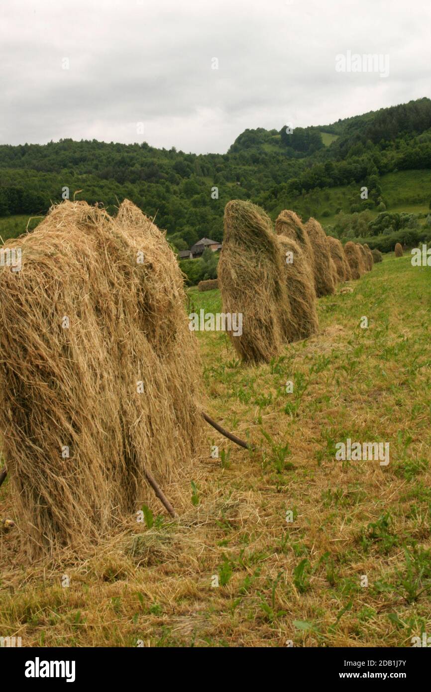 Haystacks in a field in Maramures, Romania Stock Photo - Alamy