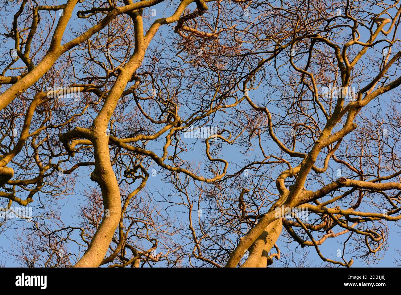 Stark tree hi-res stock photography and images - Alamy