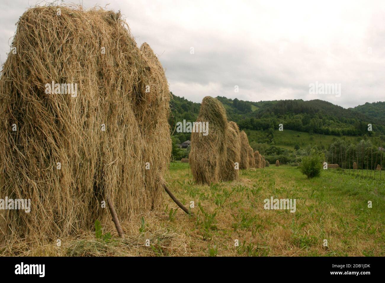 Haystacks in a field in Maramures, Romania Stock Photo - Alamy