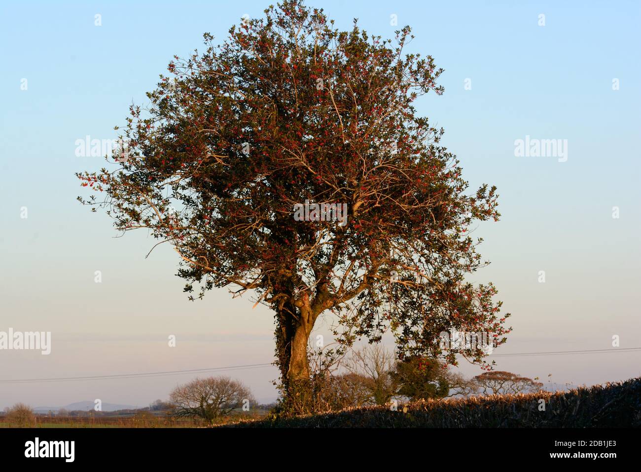 Evening light tree hi-res stock photography and images - Alamy