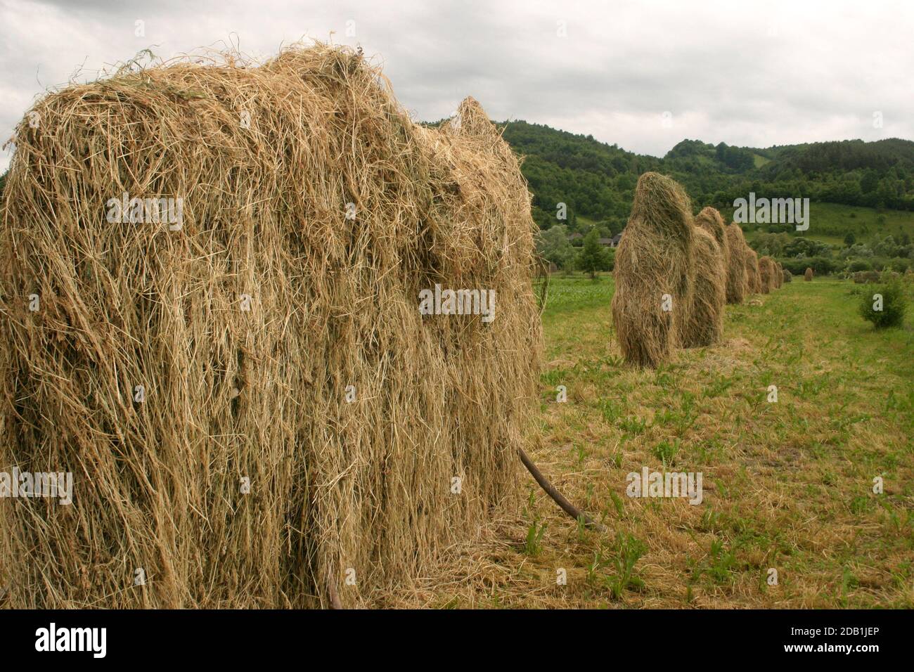 Haystacks in a field in Maramures, Romania Stock Photo - Alamy