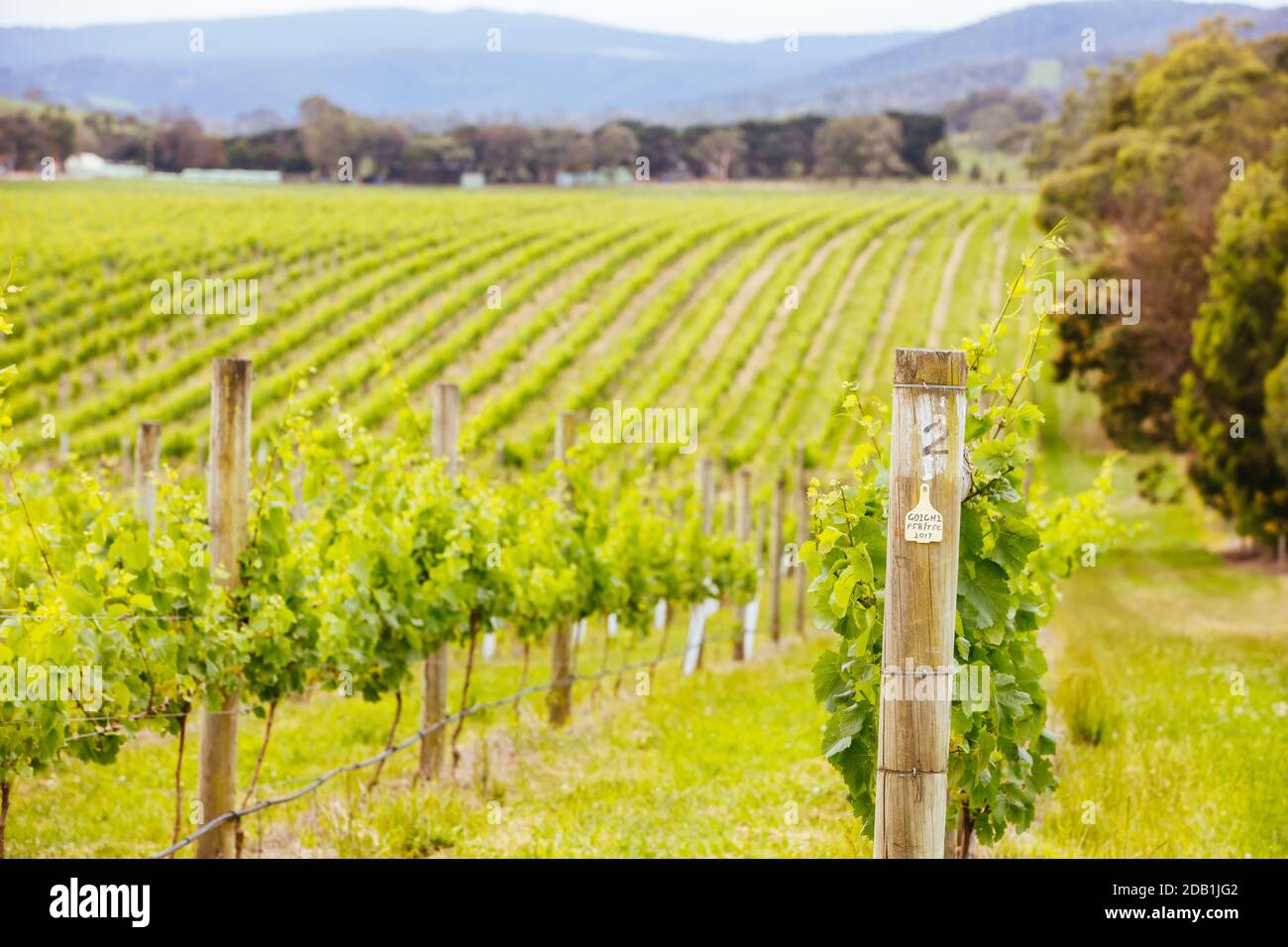 Yarra Valley Vineyard in Australia Stock Photo - Alamy