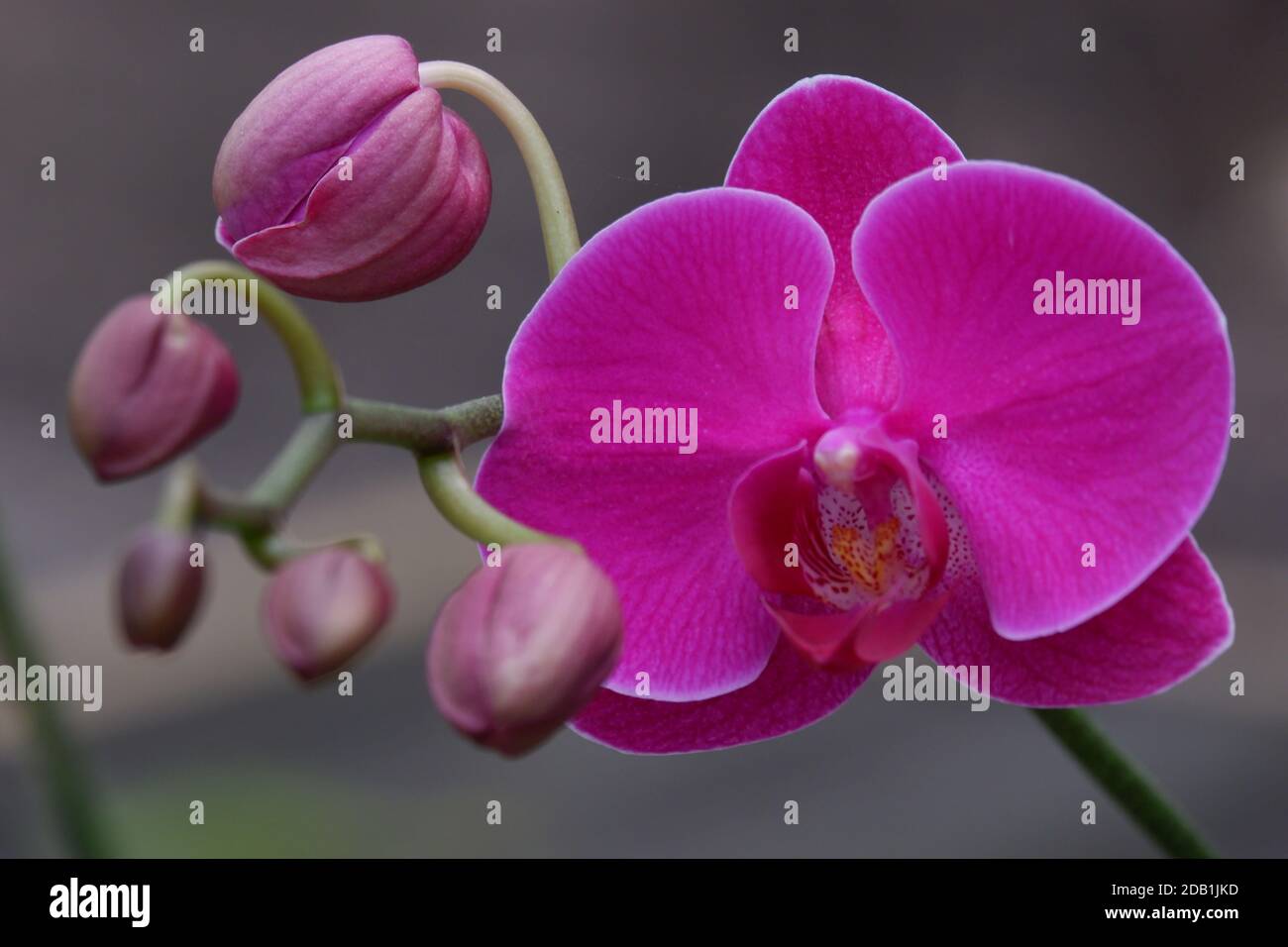 Bunga Anggrek Bulan Ungu , Close up view of beautiful purple ...