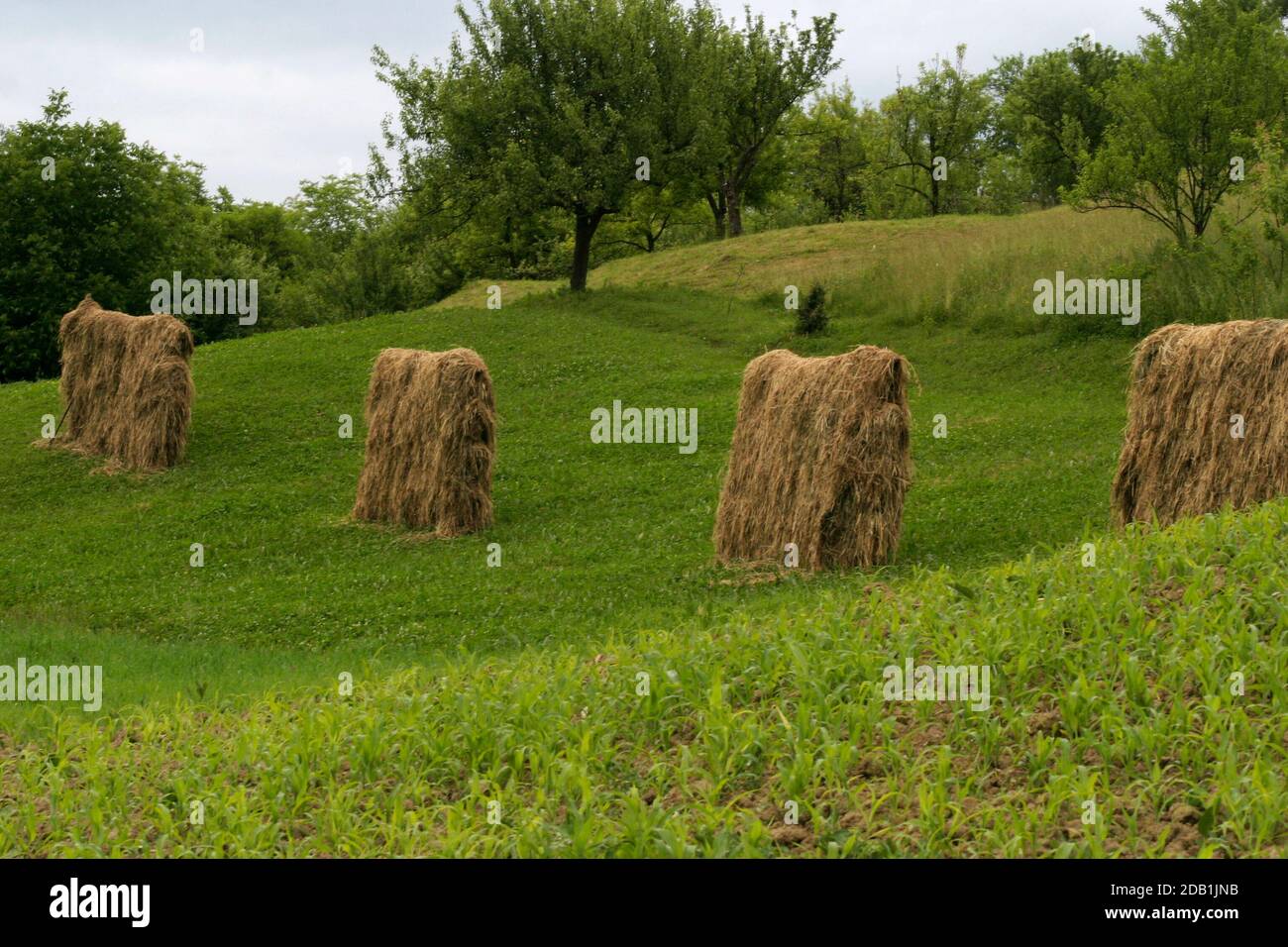 Haystacks in a field in Maramures, Romania Stock Photo - Alamy