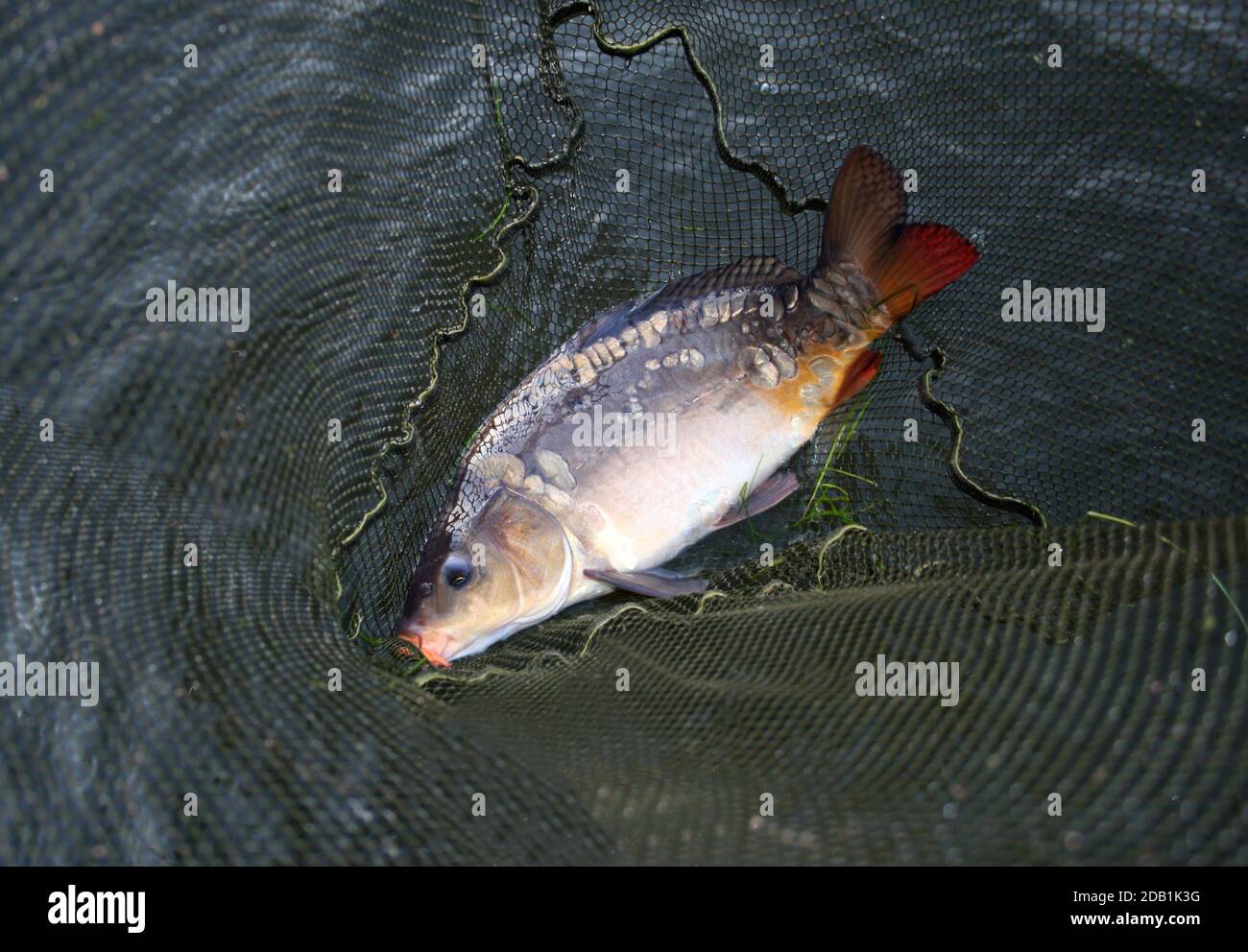 Cyprinus carpio linnaeus hi-res stock photography and images - Alamy