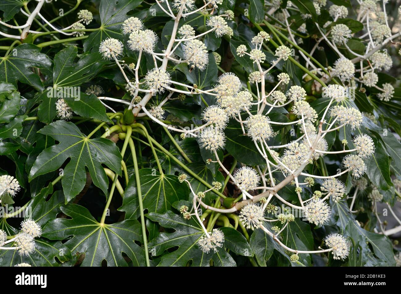 Japanese aralia fatsia japonica hi-res stock photography and images - Alamy
