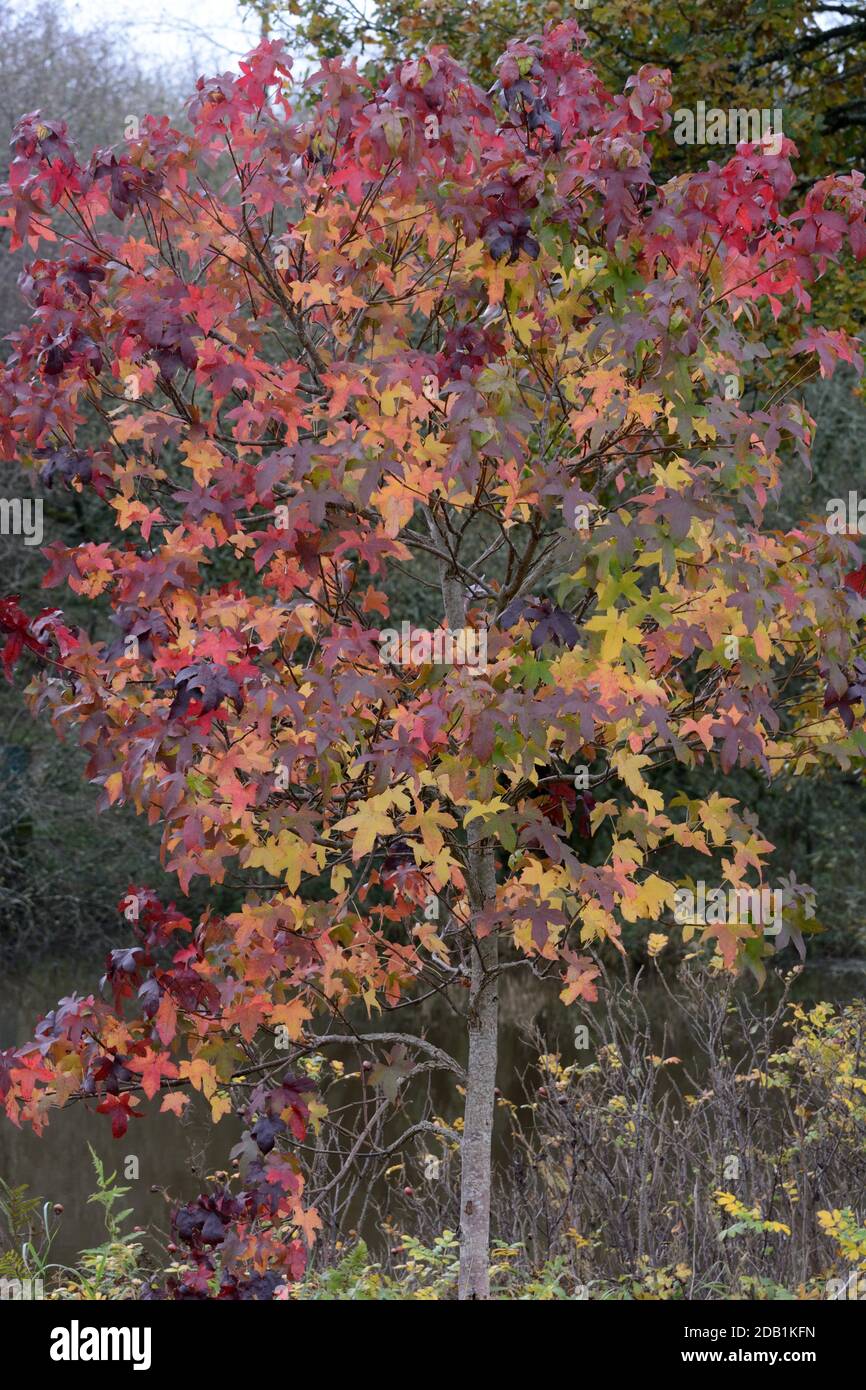 Sweet gum tree hi-res stock photography and images - Alamy