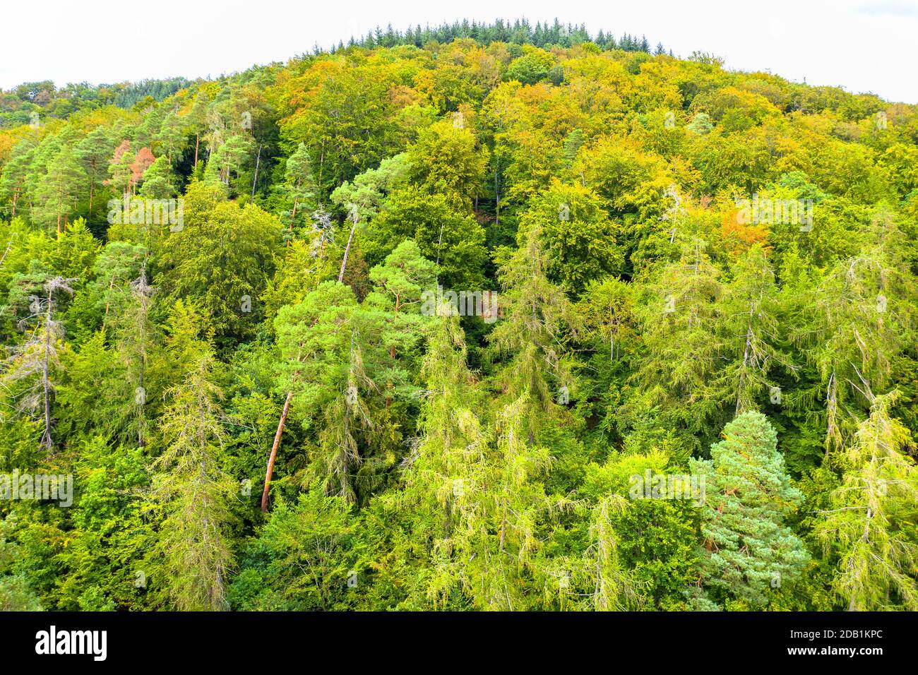 Mixed forest from above hi-res stock photography and images - Alamy