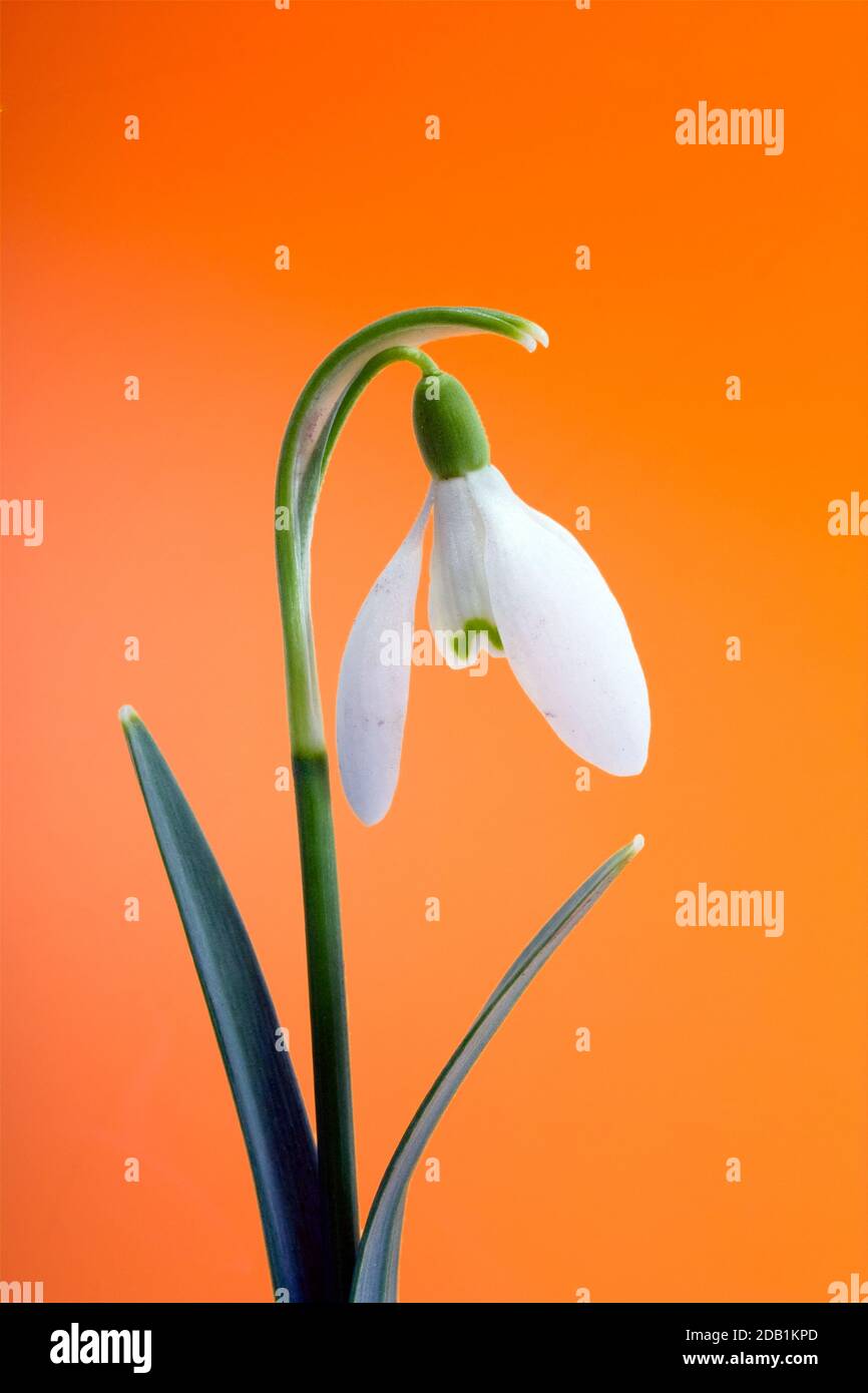 Snowdrop white flower isolated on orange background Stock Photo - Alamy