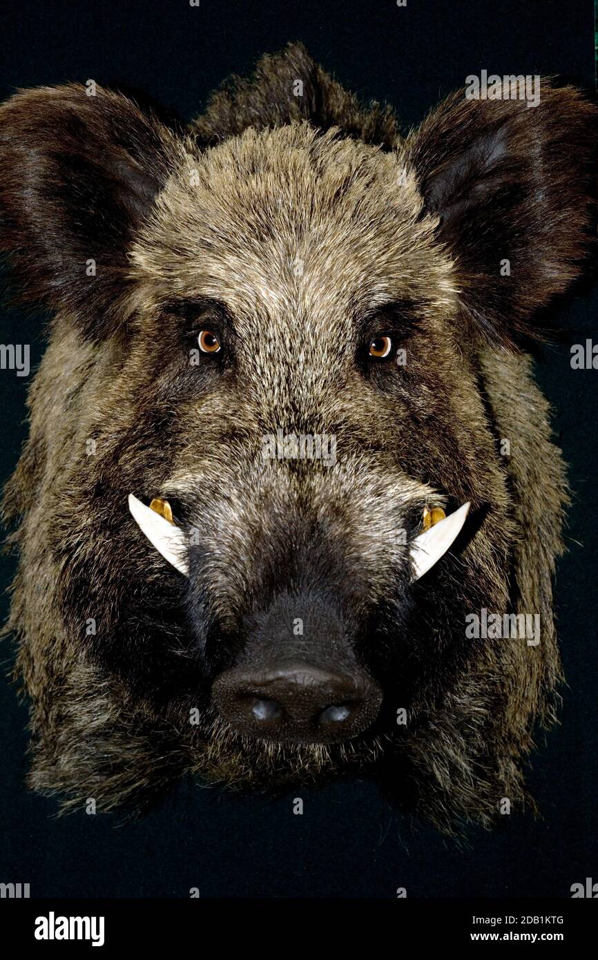 wild boar in black background Stock Photo - Alamy