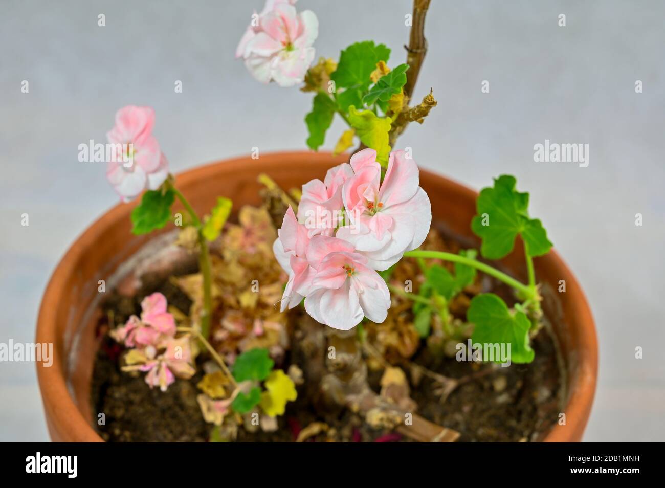Hibernating plants hi-res stock photography and images - Alamy