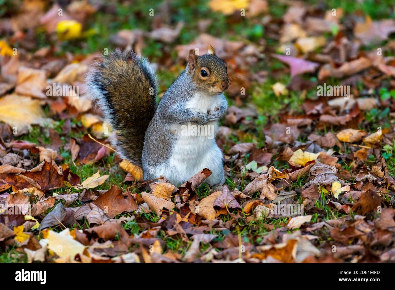 Grey gray squirrel collects nuts in arms, showing bushy tail, on ground ...