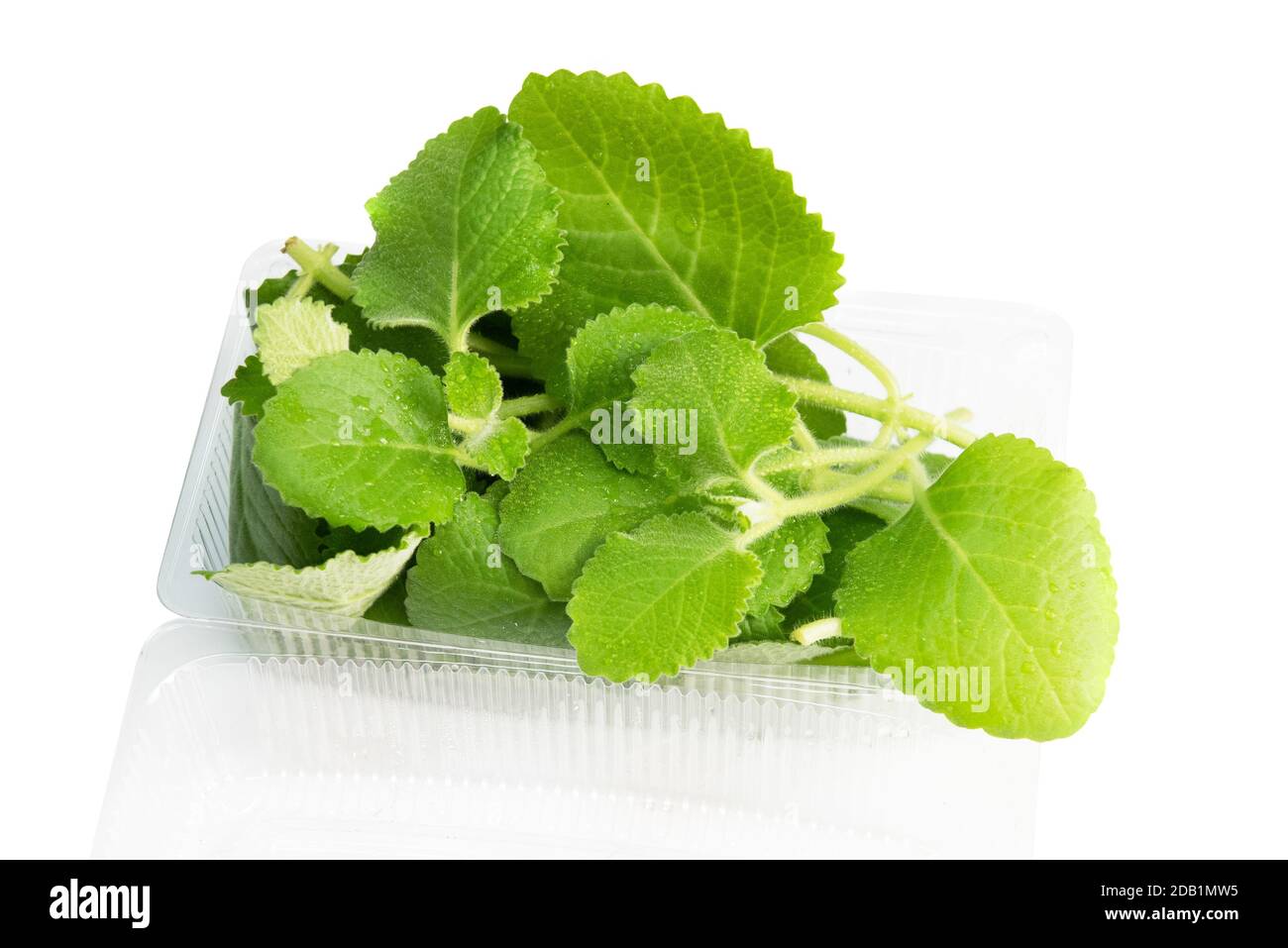 Mint in plastic bag Stock Photo - Alamy