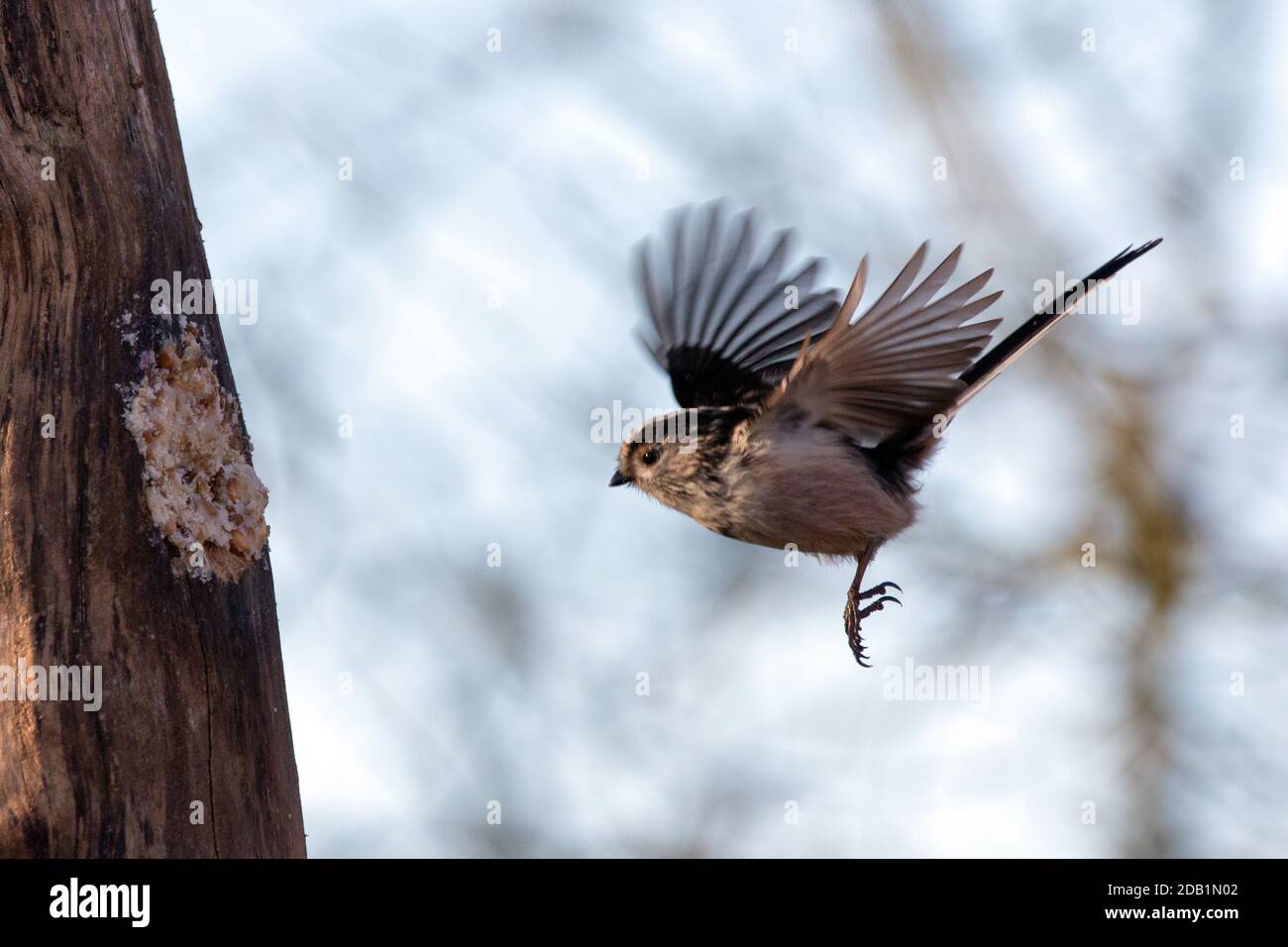 Long Tailed Tit, Aegithalos caudatus, in flight Stock Photo - Alamy
