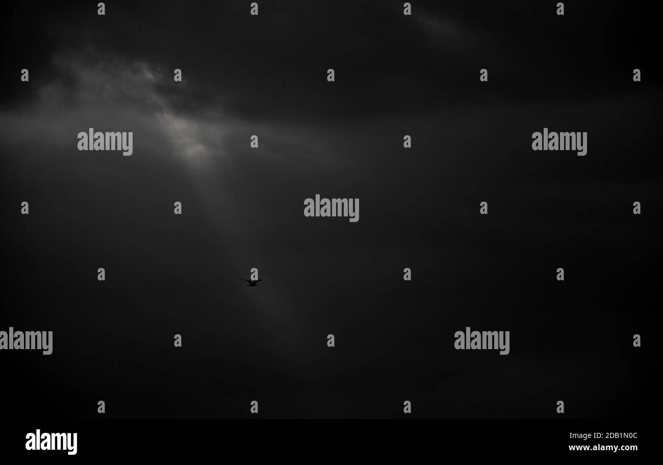 Black white depression mental disorder and psychiatry healing hope ...