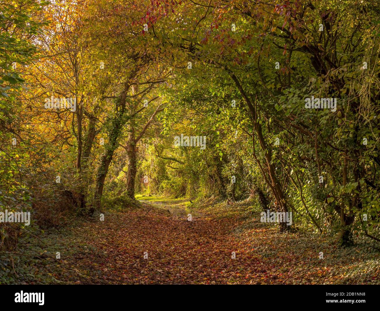Autumn avenue of trees, North Devon, England Stock Photo - Alamy