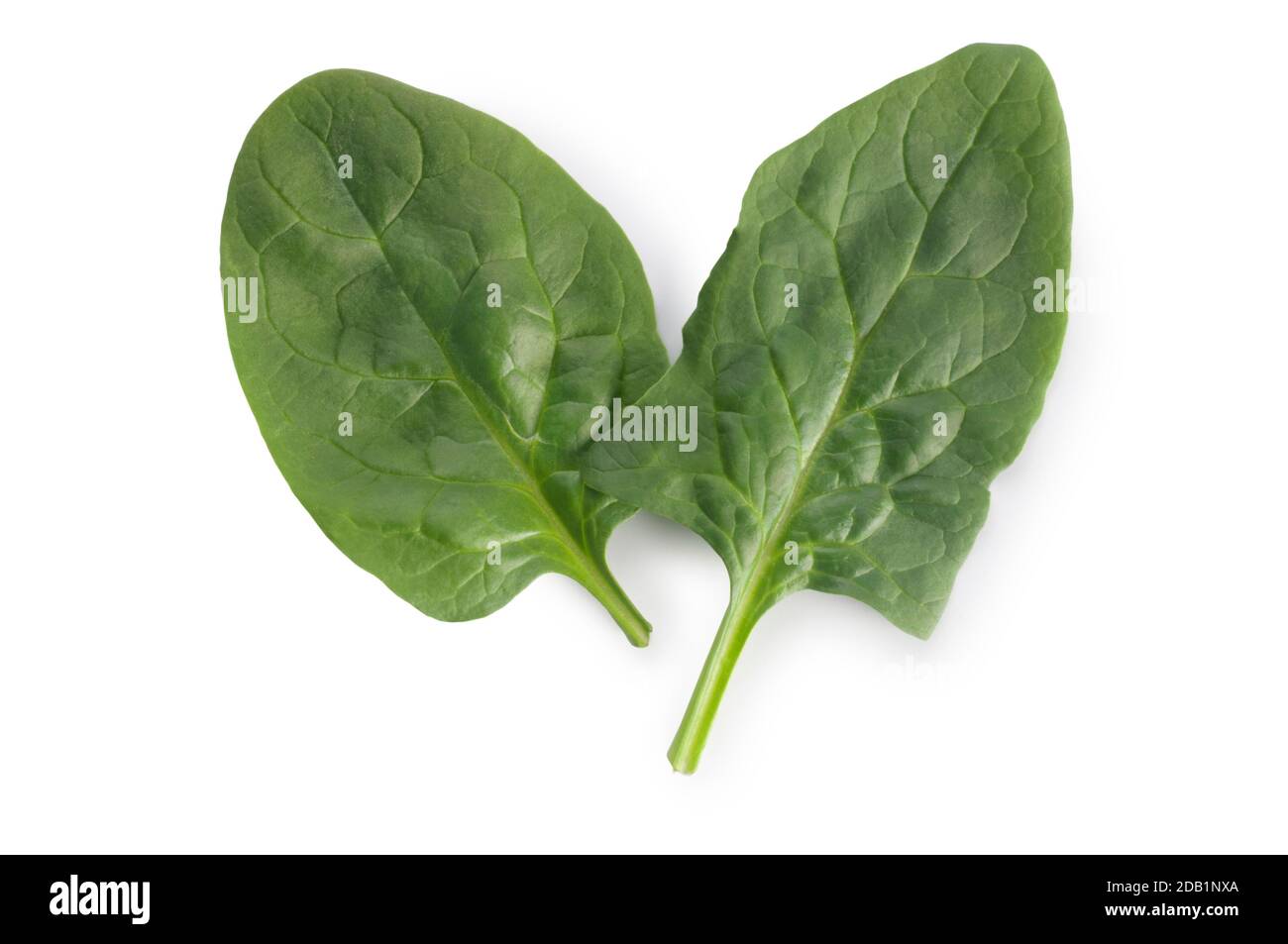 Studio shot of spinach leaves cut out against a white background - John ...