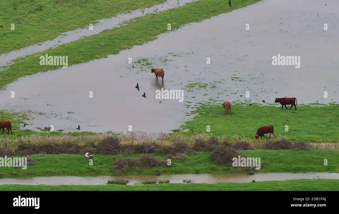 Cattle flooding hi-res stock photography and images - Alamy