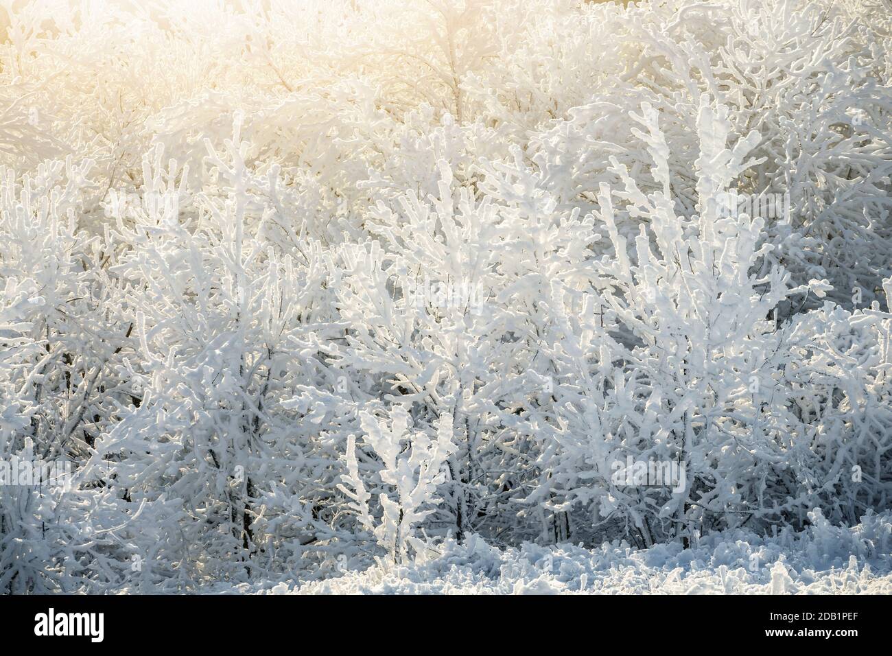 Close-up of frosty trees in winter mountains Stock Photo - Alamy