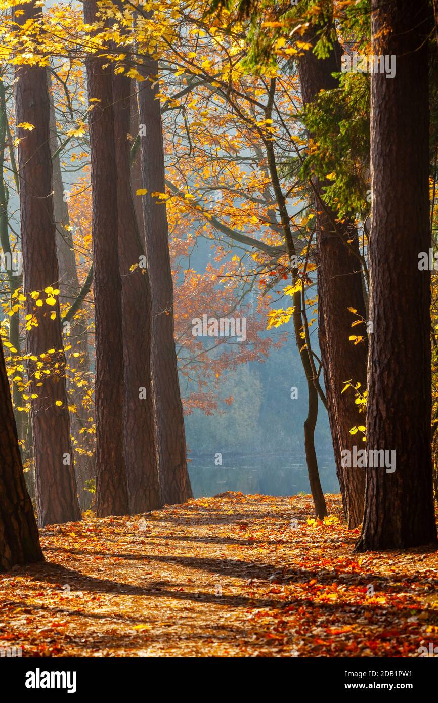 Warmia and Masuria, a forest full of color, Poland, Europe Stock Photo ...