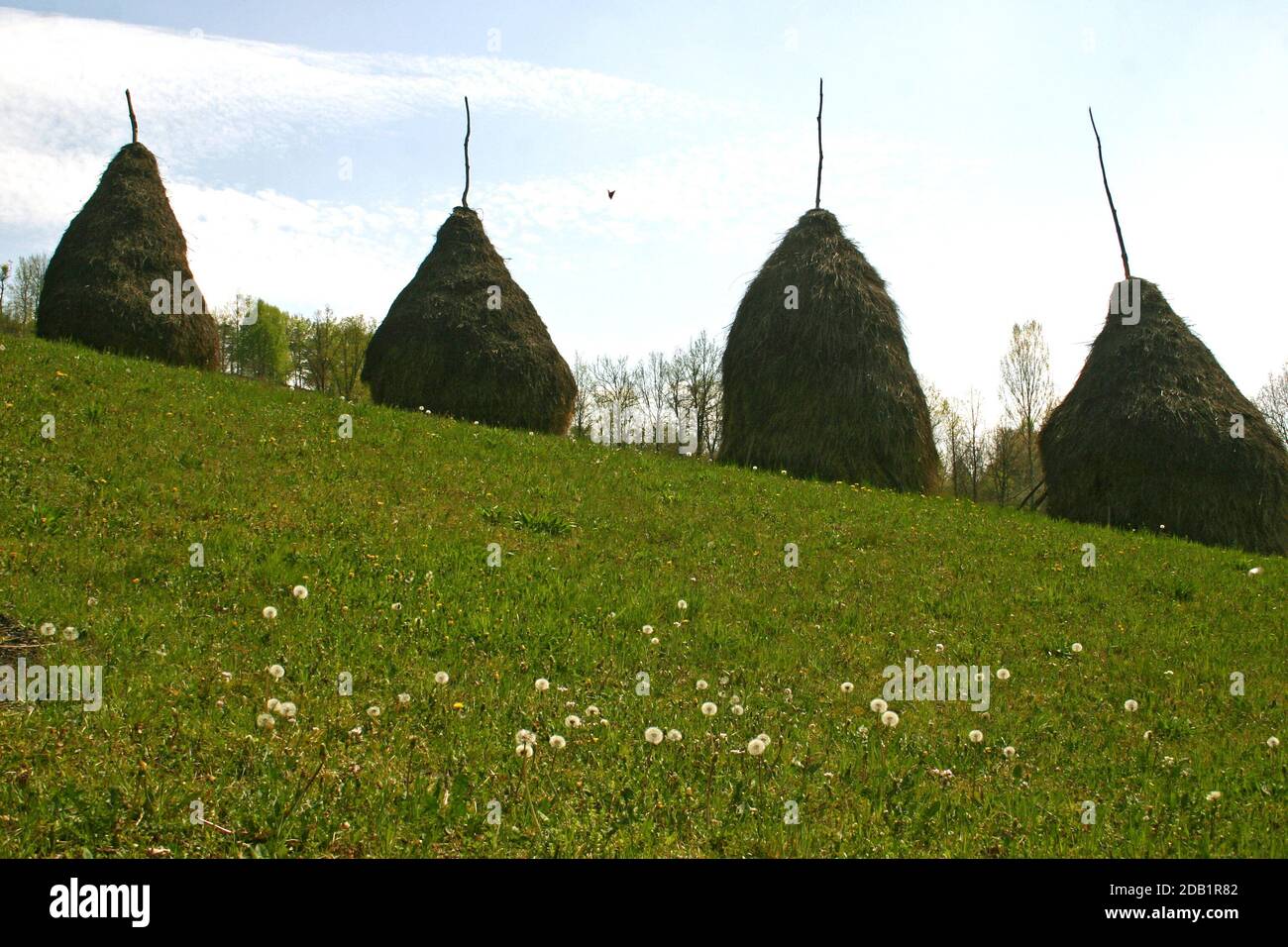 Beautiful haystacks on green hi-res stock photography and images - Alamy