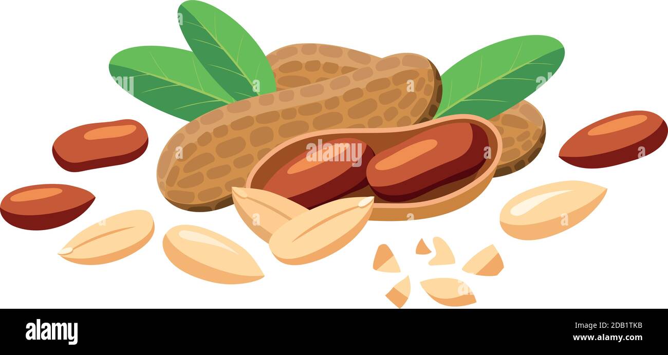 Vector peanuts whole and pieces in cartoon style for label template ...