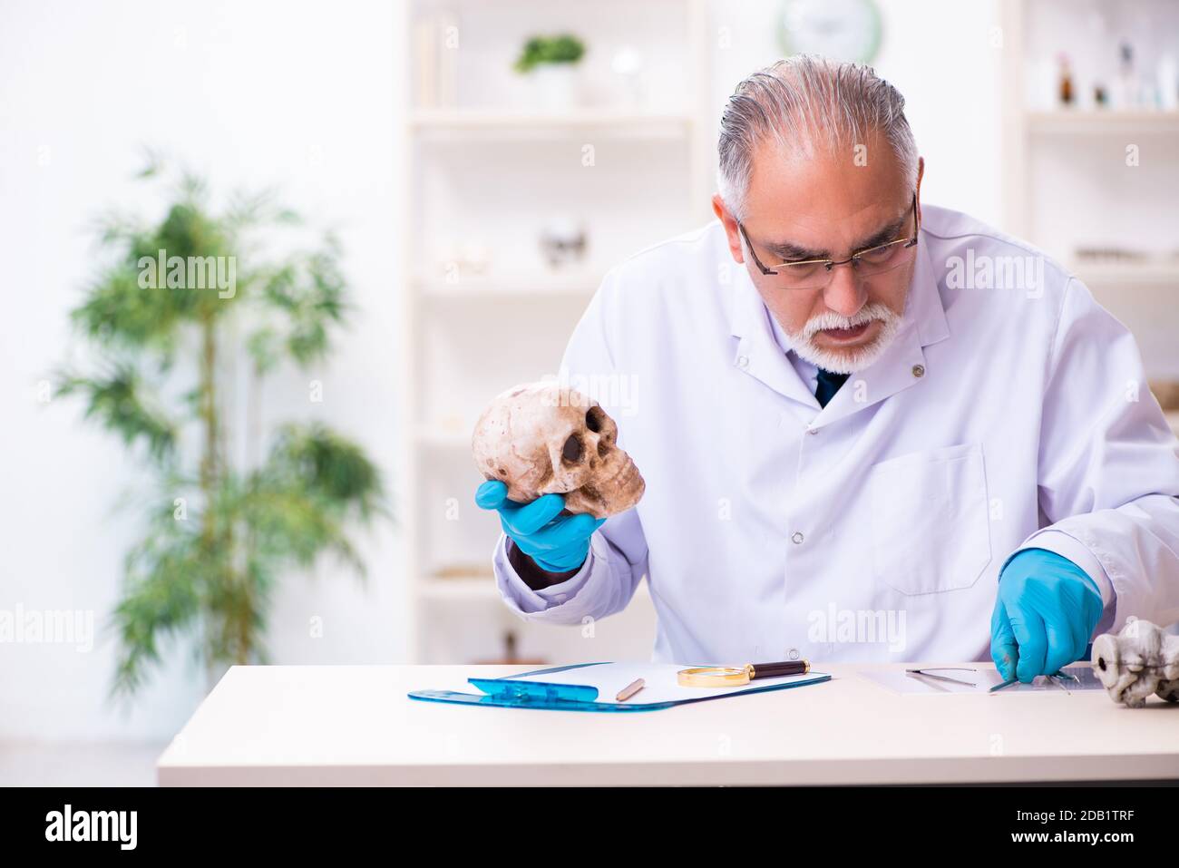 Old male anthropologist working in the lab Stock Photo - Alamy