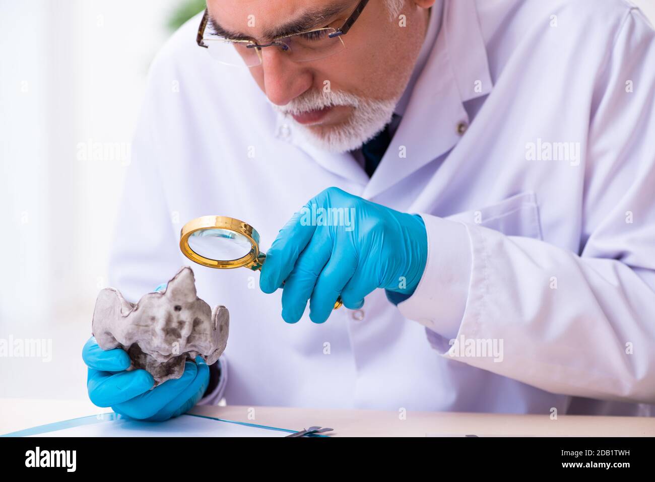 Old male paleontologist working in the lab Stock Photo - Alamy
