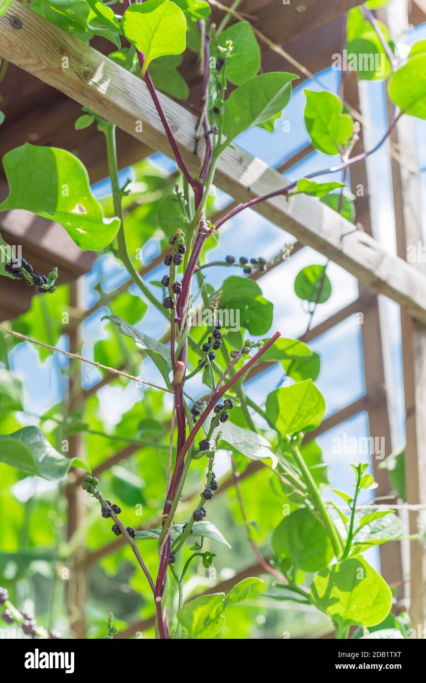 Close up fresh basella rubra hi-res stock photography and images - Alamy