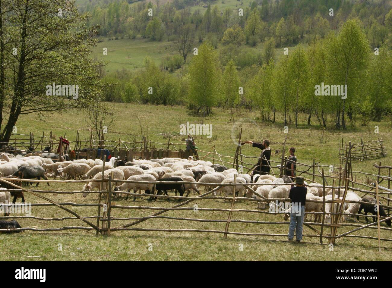 Romanian Christian orthodox priest sprinkling a herd of sheep with ...
