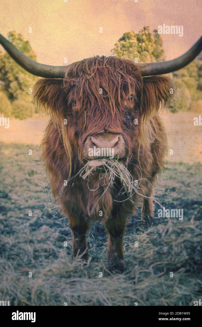 The Highland (Scottish Gaelic: Bò Ghàidhealach; Scots: Hielan coo) is a ...