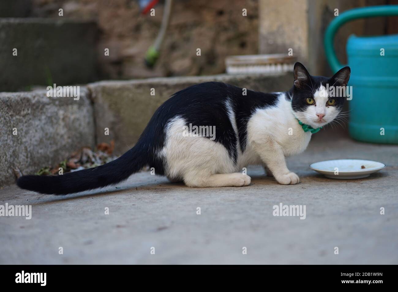 Katze isst hi-res stock photography and images - Alamy