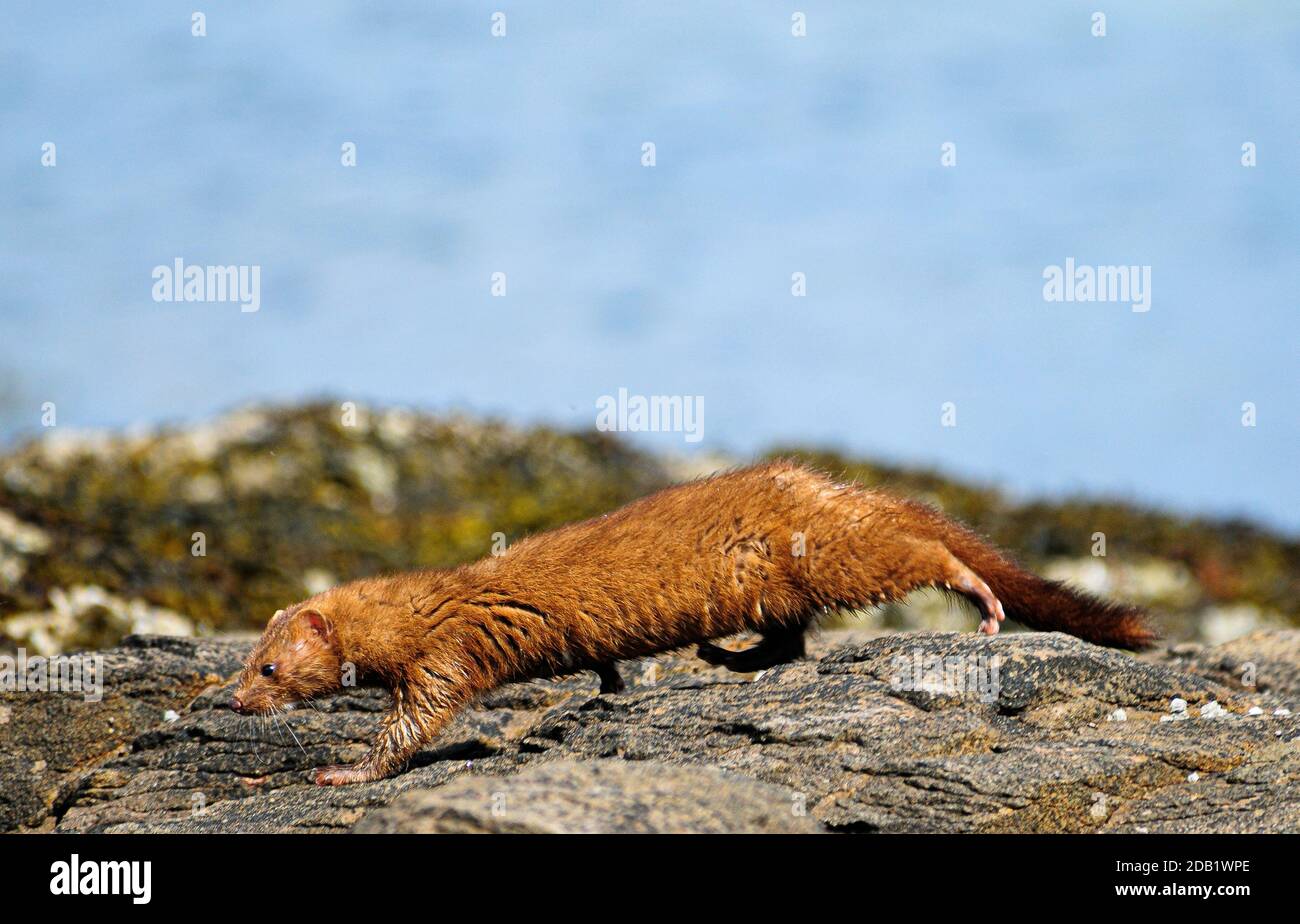 An escaped mink living in the wild quickly becomes a ruthless killer of ...