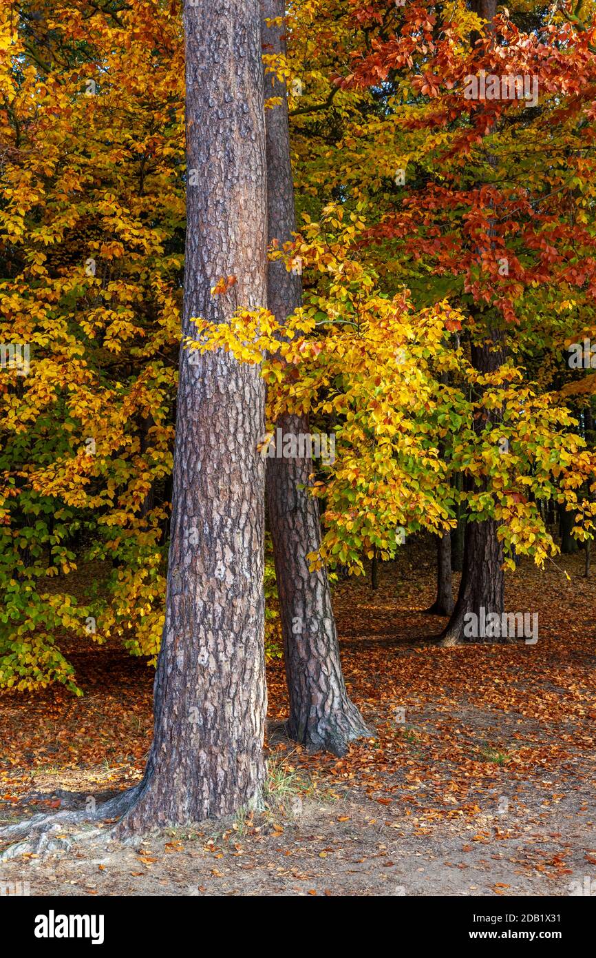 Warmia and Masuria, a forest full of color, Poland, Europe Stock Photo ...