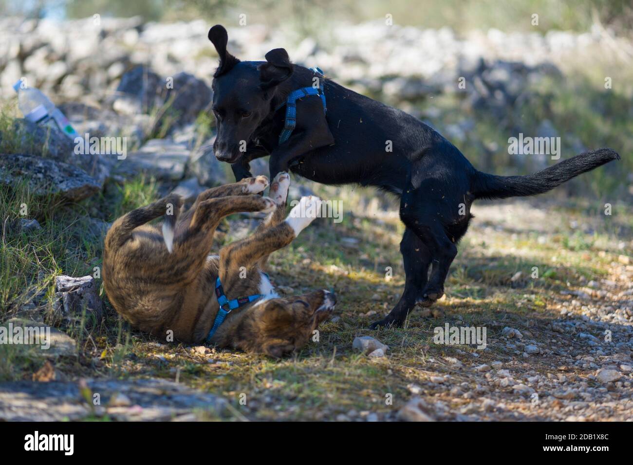 Perros animales hi-res stock photography and images - Alamy