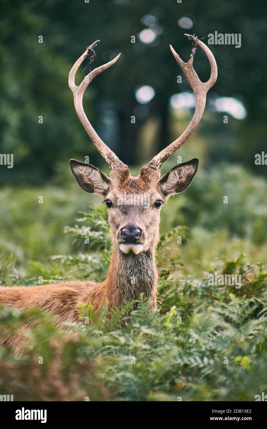 photograph of a deer Stock Photo - Alamy