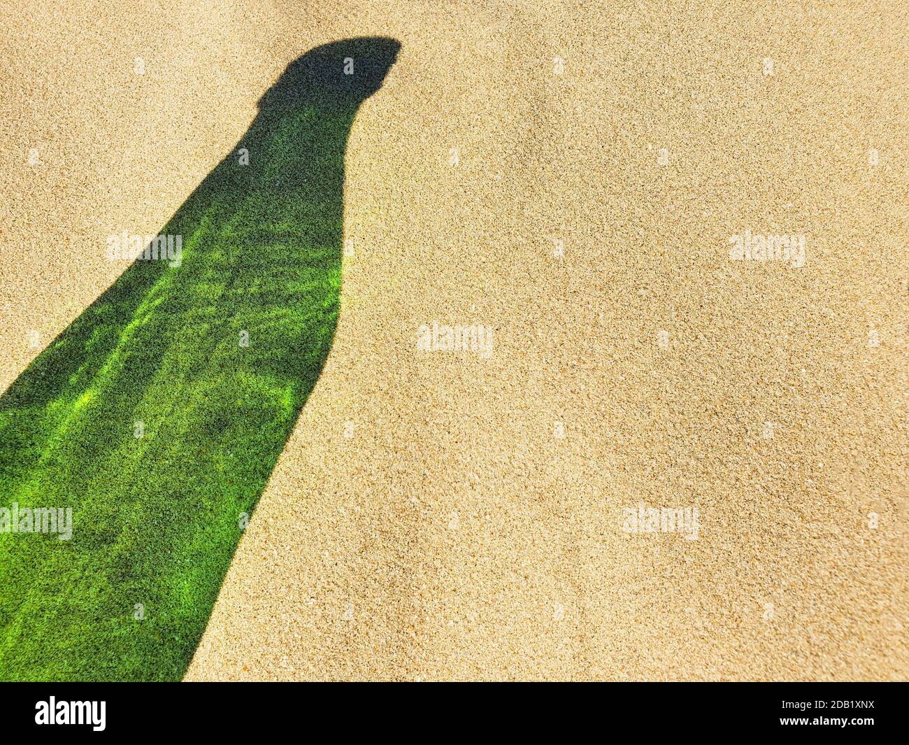Green bottle shadow on clean beach sand. Copy space, free space for ...