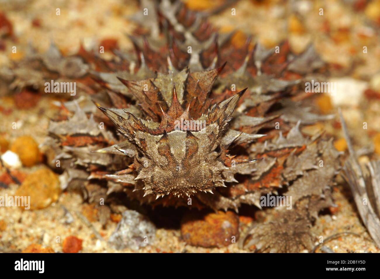 Australian Thorny Devil, Moloch horridus, an ant-eating lizard, natural ...