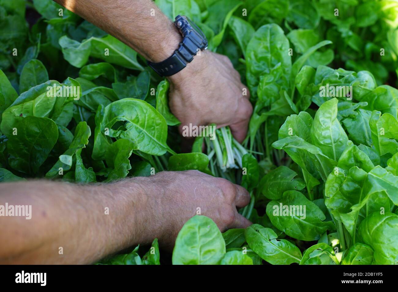Alimentos saludables alimentos saludables hi-res stock photography and ...