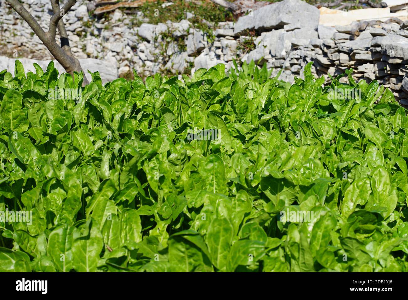 Alimentos saludables alimentos saludables hi-res stock photography and ...