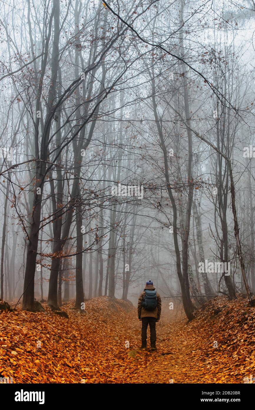 Scary woodland hi-res stock photography and images - Alamy