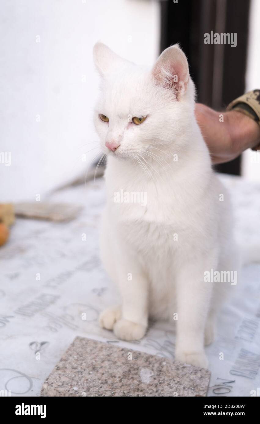 White kitty hi-res stock photography and images - Alamy