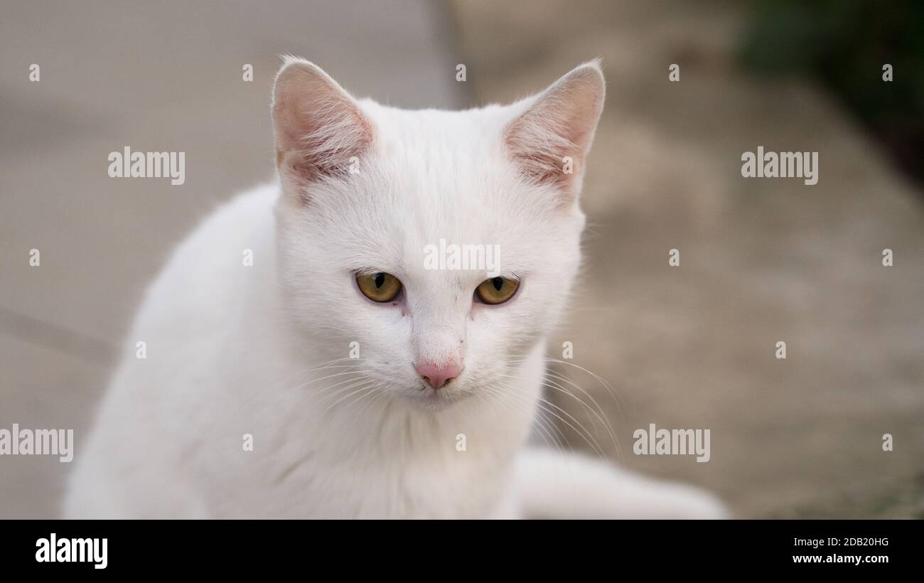 White kitty hi-res stock photography and images - Alamy