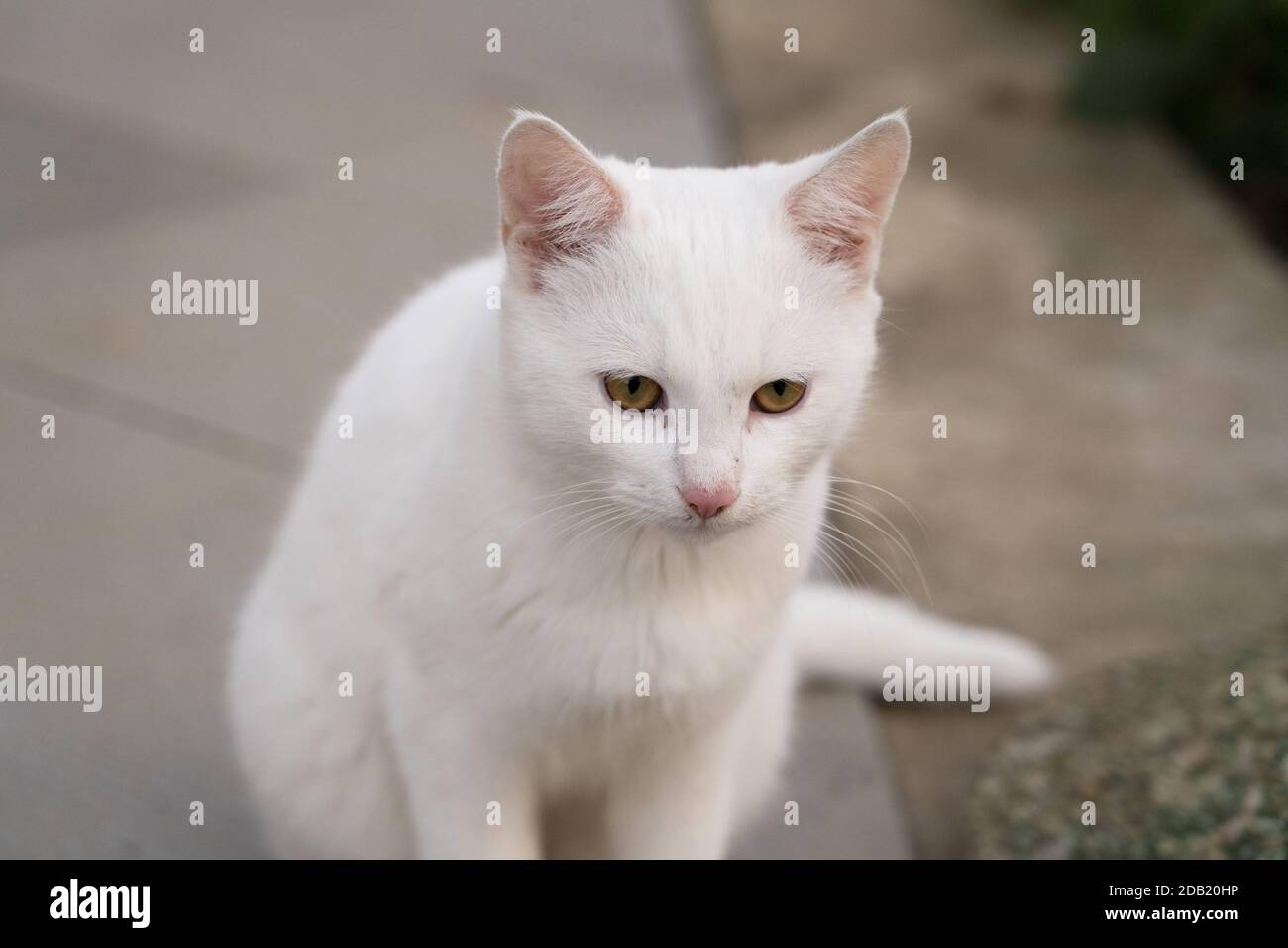 White kitty cat Stock Photo - Alamy