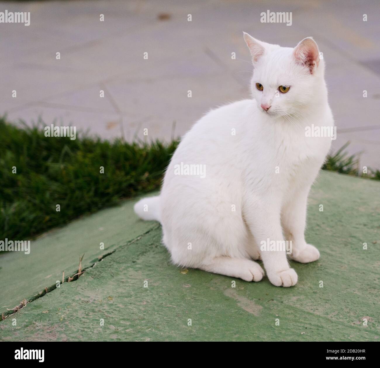 White kitty cat Stock Photo - Alamy