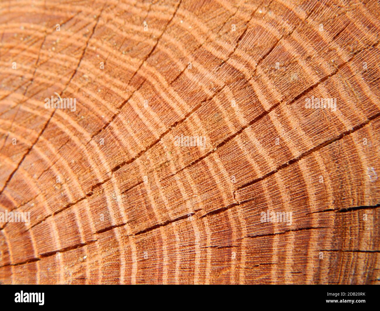 A top view of a tree ring under the lights - great for wallpapers and ...
